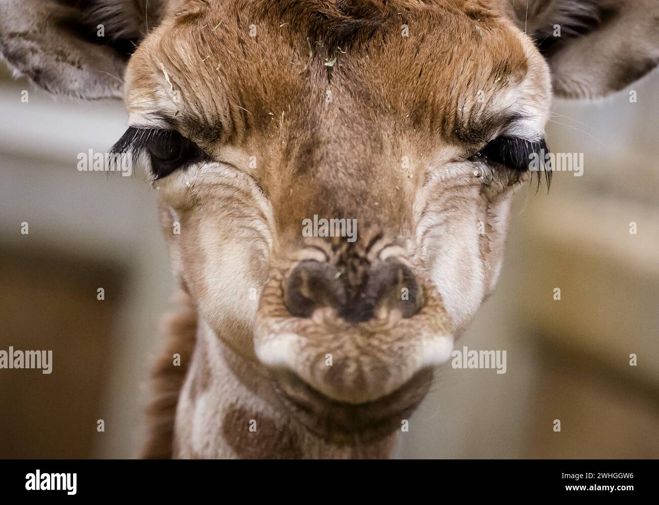 ARNHEM - A newborn Rothschild giraffe in the stable at Burgers' Zoo ...