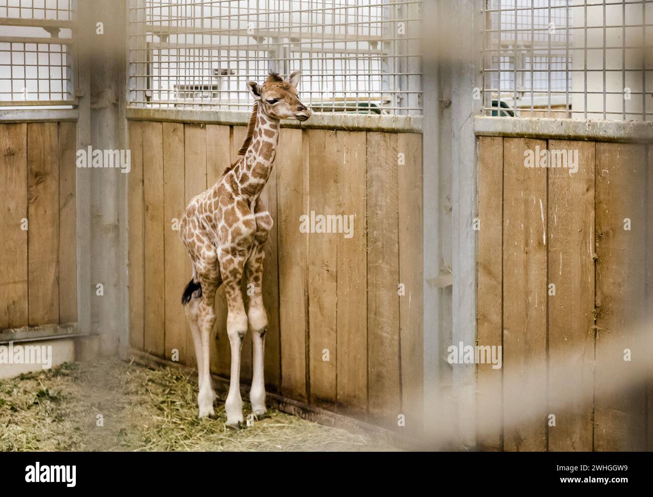 Giraffenjong hi-res stock photography and images - Alamy