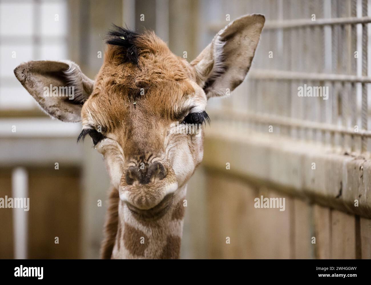 ARNHEM - A newborn Rothschild giraffe in the stable at Burgers' Zoo. The animal was born a day ...