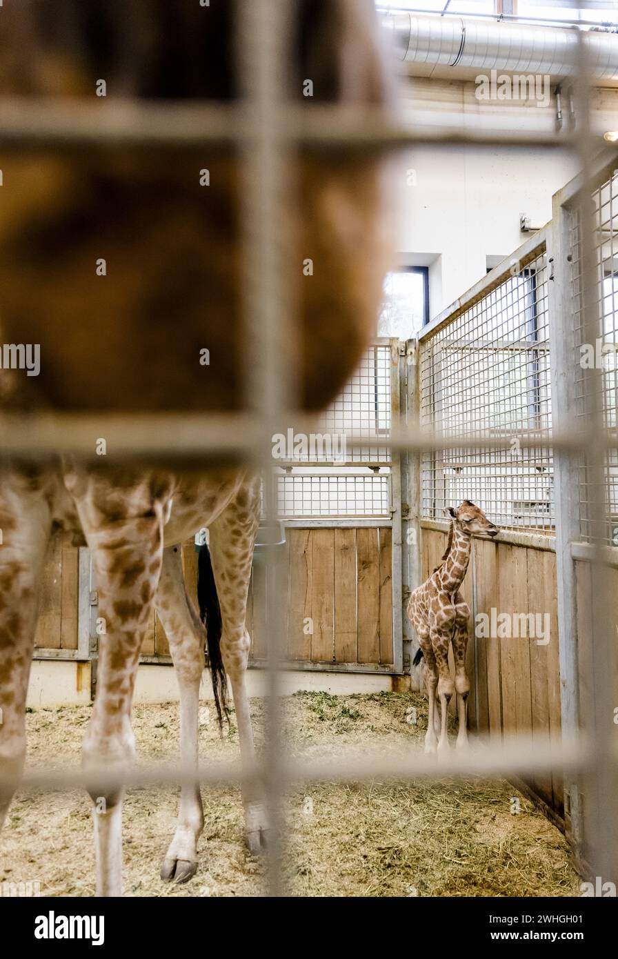 ARNHEM - A newborn Rothschild giraffe in the stable at Burgers' Zoo. The animal was born a day ...