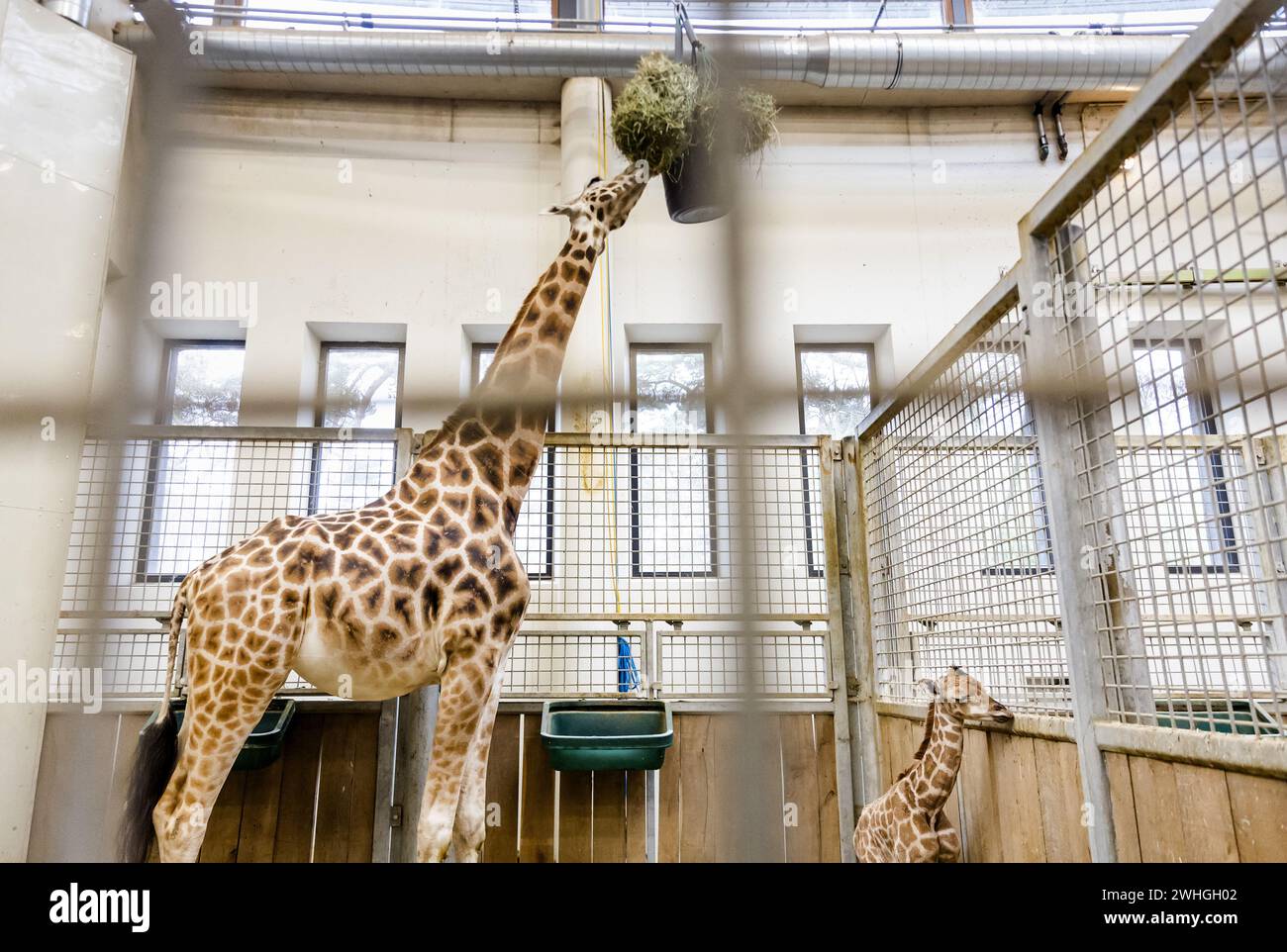 Dieren in gevangenschap hi-res stock photography and images - Alamy