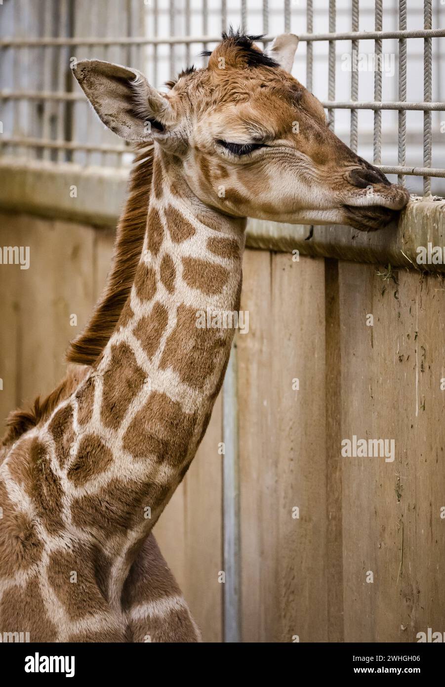 ARNHEM - A newborn Rothschild giraffe in the stable at Burgers' Zoo. The animal was born a day ...