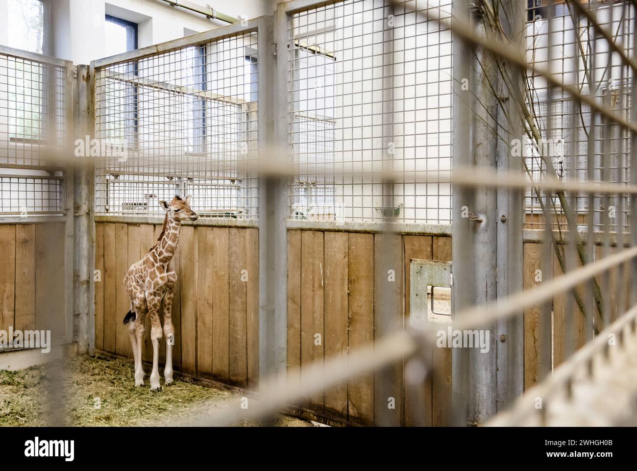 ARNHEM - A newborn Rothschild giraffe in the stable at Burgers' Zoo. The animal was born a day ...