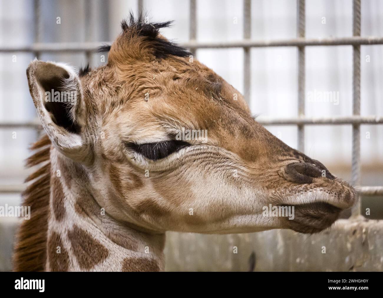 ARNHEM - A newborn Rothschild giraffe in the stable at Burgers' Zoo. The animal was born a day ...