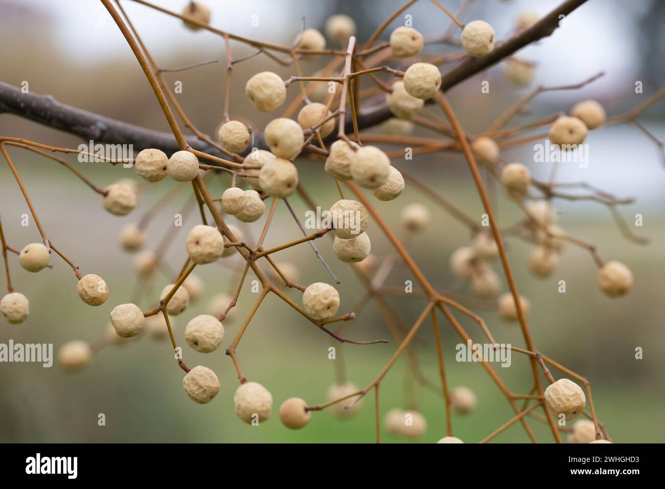 Chinaberry tree hi-res stock photography and images - Alamy