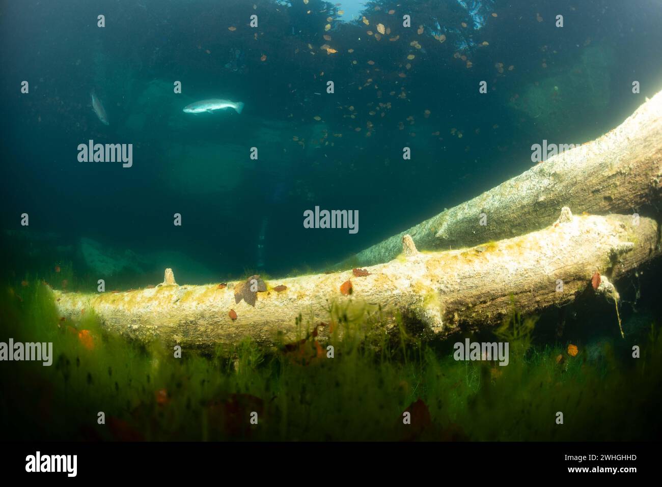 Mountain Lake - Underwater Stock Photo - Alamy