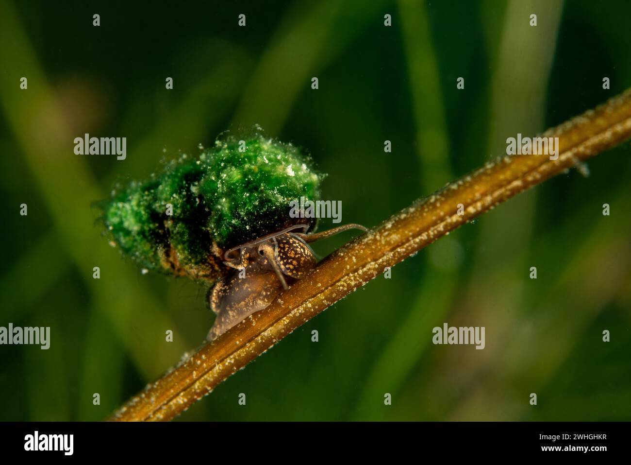 Underwater macrophotography hi-res stock photography and images - Alamy
