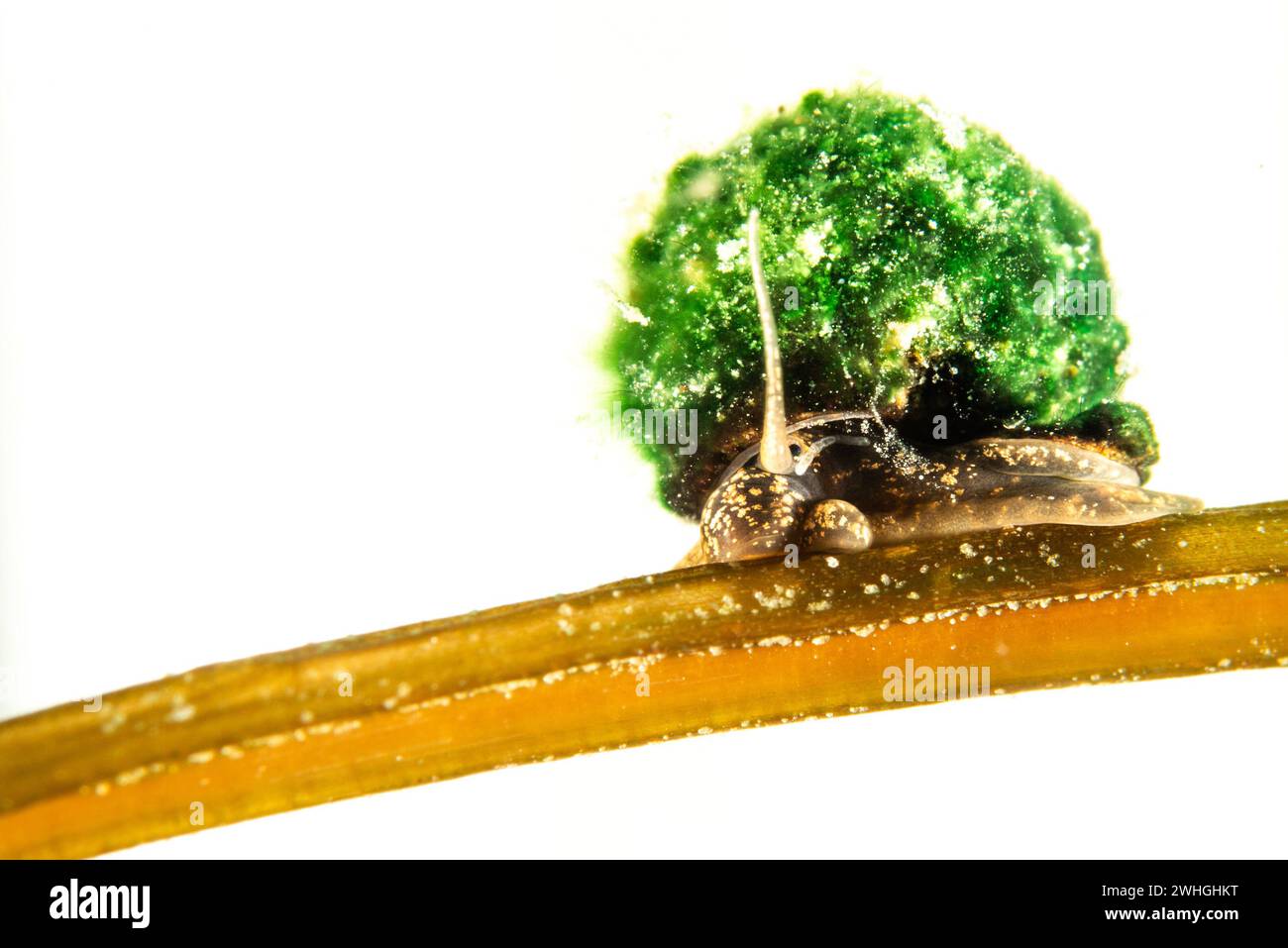Underwater macrophotography hi-res stock photography and images - Alamy