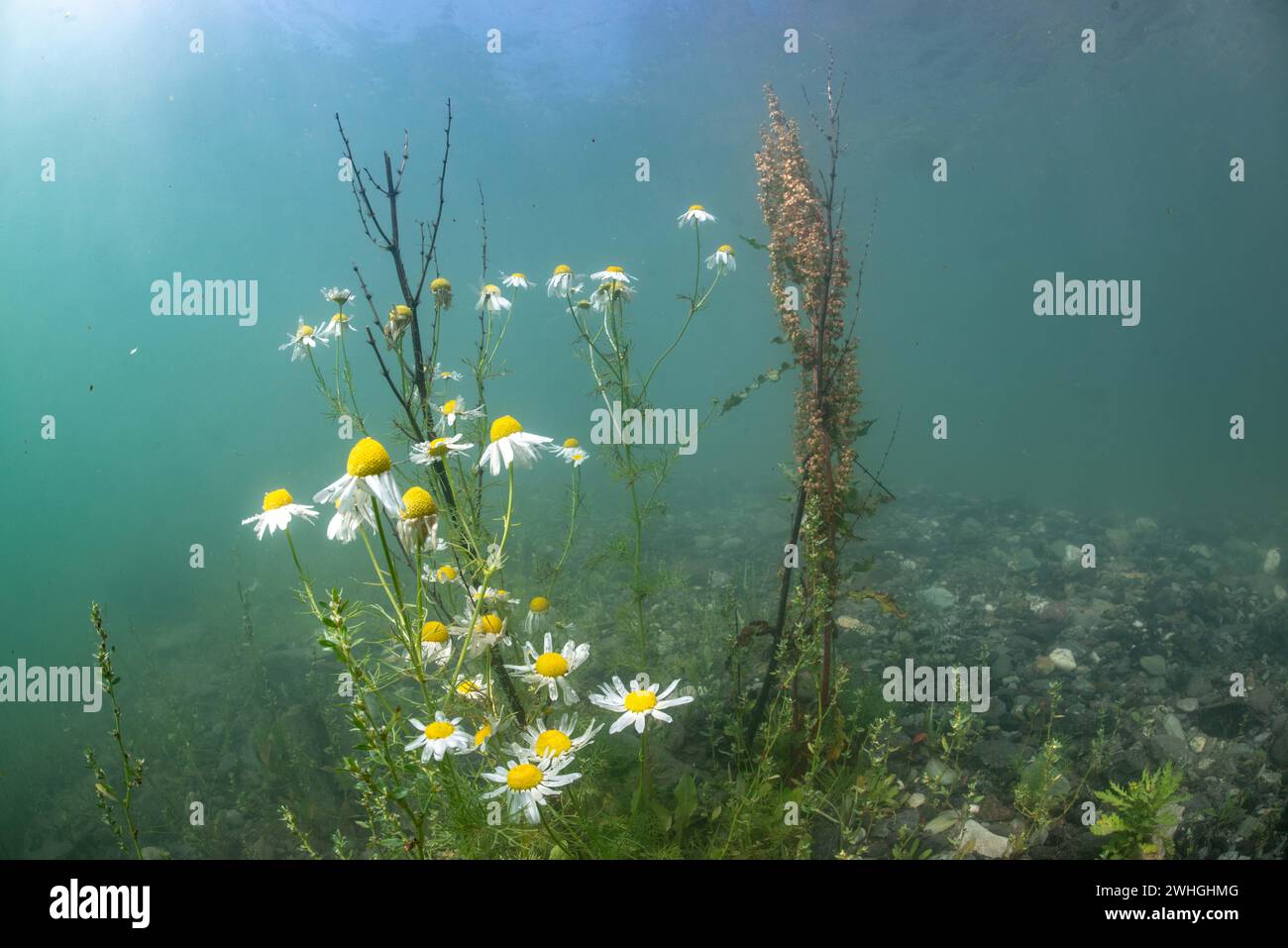 Underwater plant photosynthesis hi-res stock photography and images - Alamy