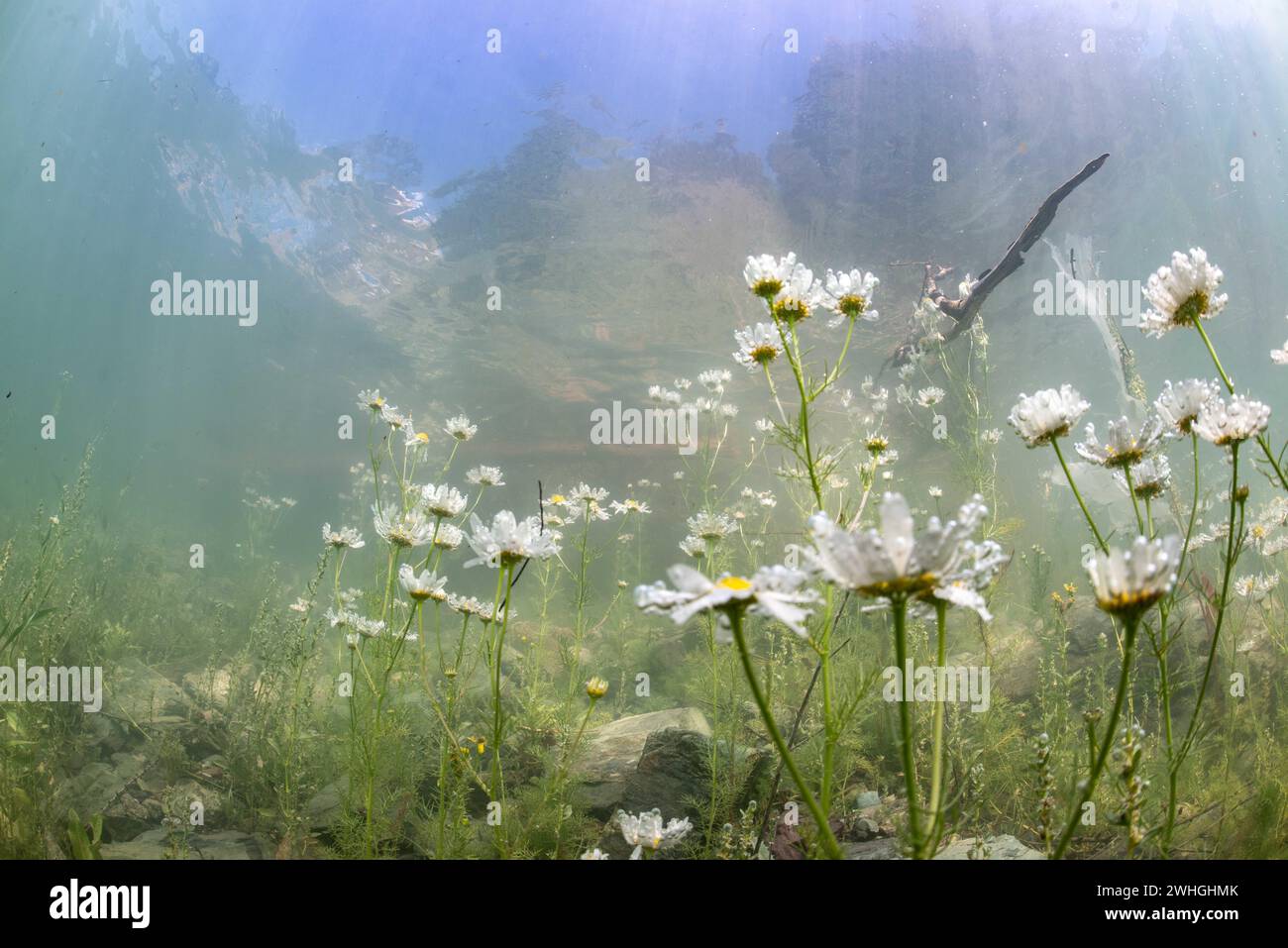 Underwater plant photosynthesis hi-res stock photography and images - Alamy