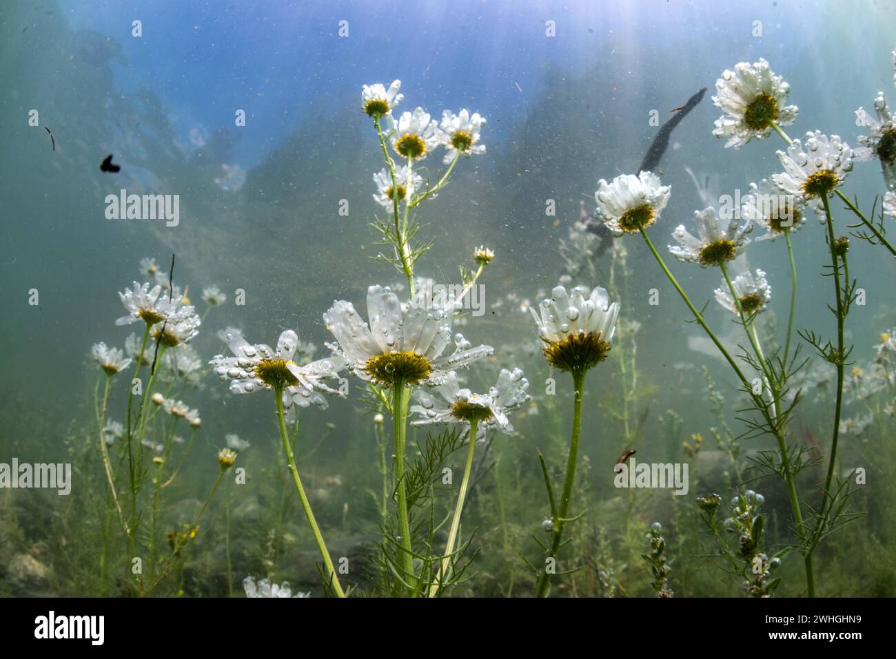 Underwater contrast hi-res stock photography and images - Alamy