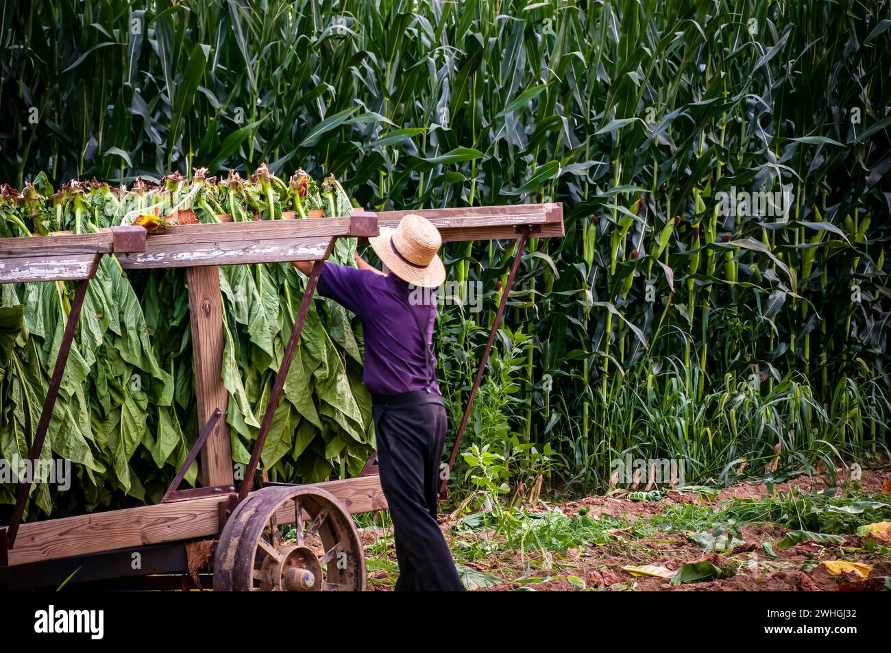 View of an Amish Man Putting Harvested Tobacco on a Wagon to Bring To ...