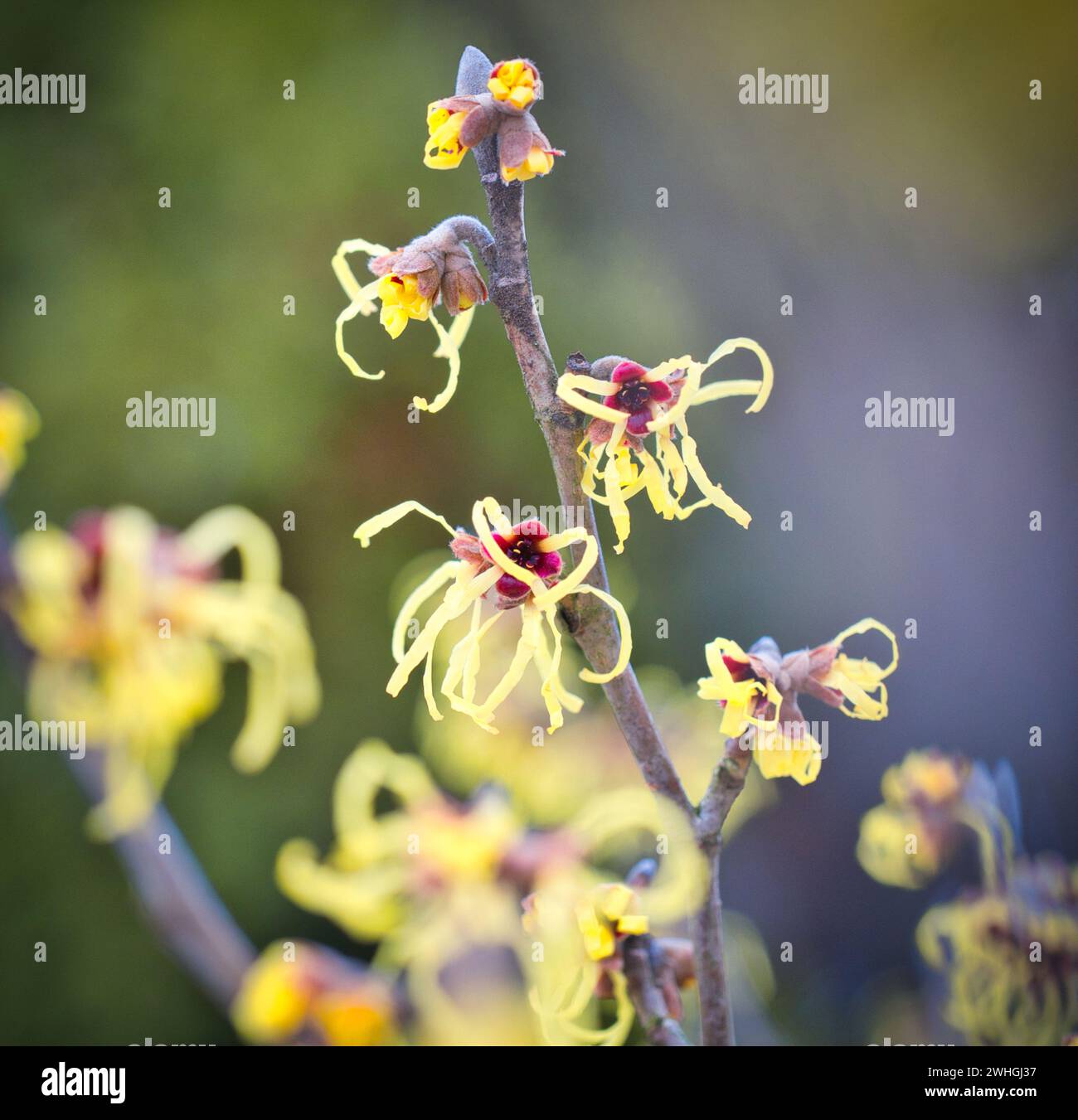 Chinese witch hazel Stock Photo - Alamy