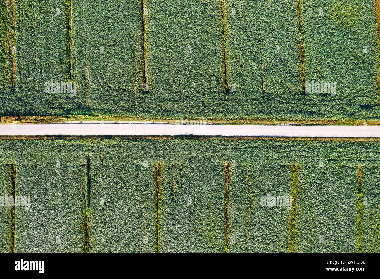 Aerial view of a field dedicated to soybean cultivation Stock Photo - Alamy