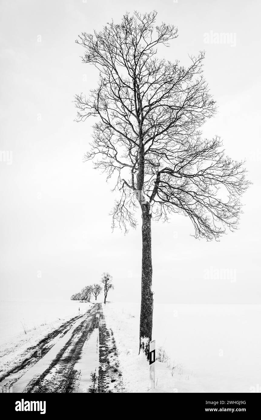 Ordinary trees Black and White Stock Photos & Images - Alamy