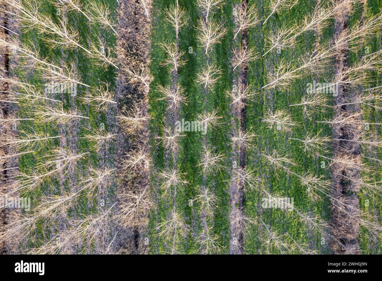 New planting of poplar trees for paper production Stock Photo - Alamy