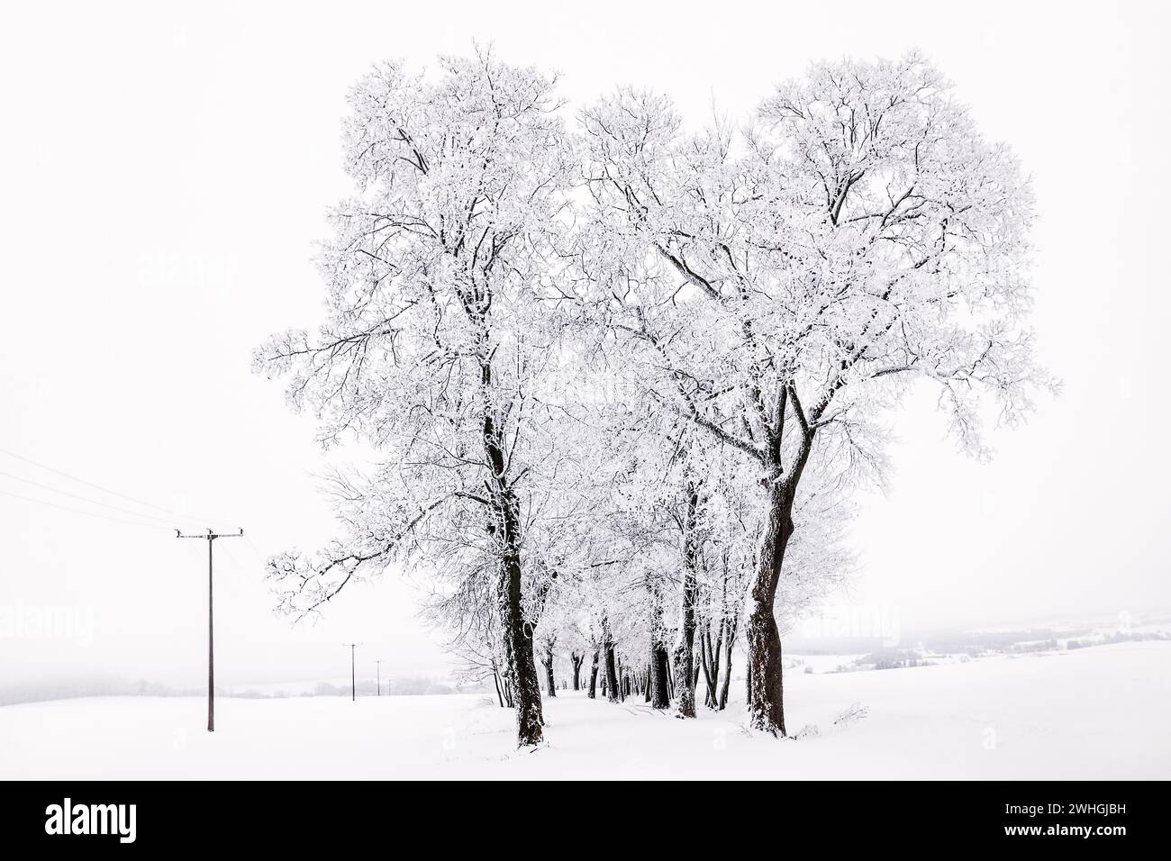 Pylons next to tree hi-res stock photography and images - Alamy