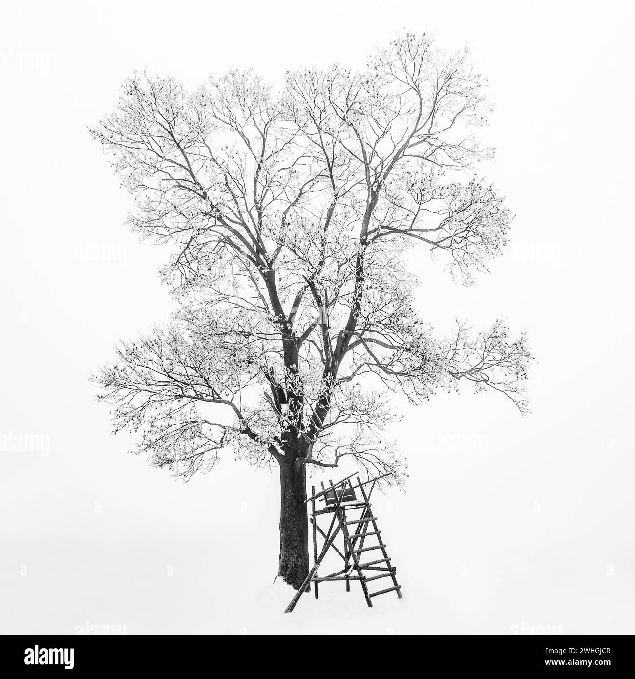 Raised hide under trees hi-res stock photography and images - Alamy