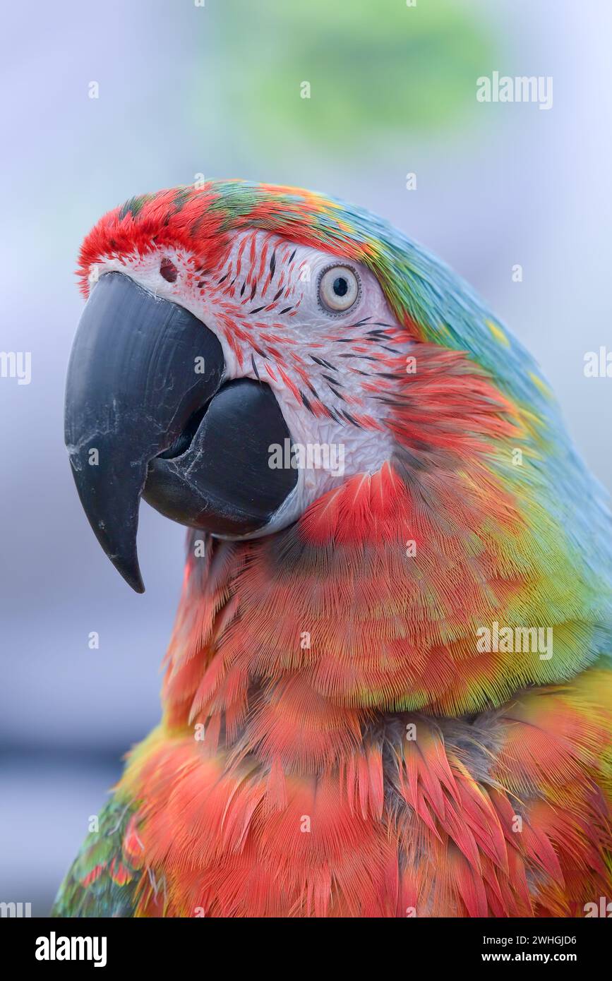 Portrait of a parrot macaw bird with its beautiful and colorful ...