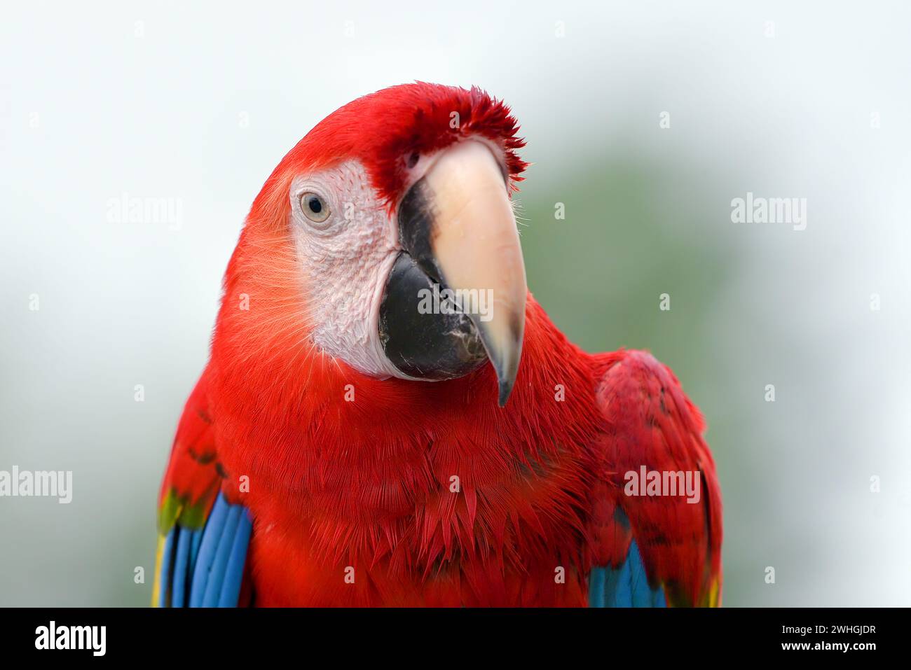 Portrait of a parrot macaw bird with its beautiful and colorful ...
