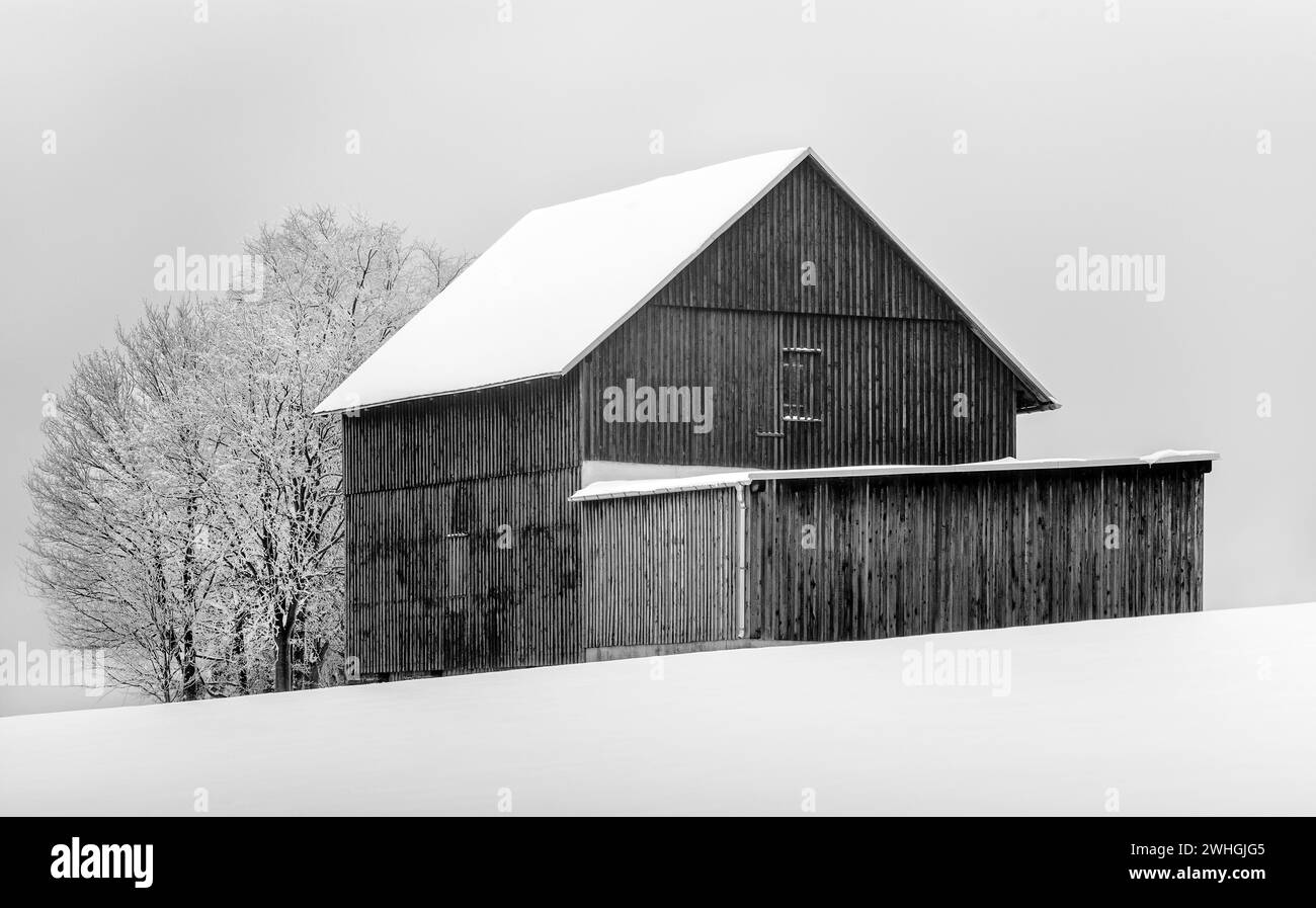 Tree limb tree limbs Black and White Stock Photos & Images - Alamy