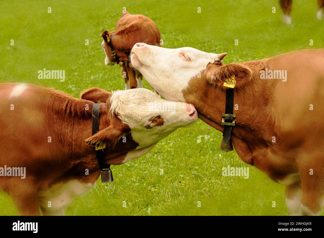 Close up cattle hi-res stock photography and images - Alamy