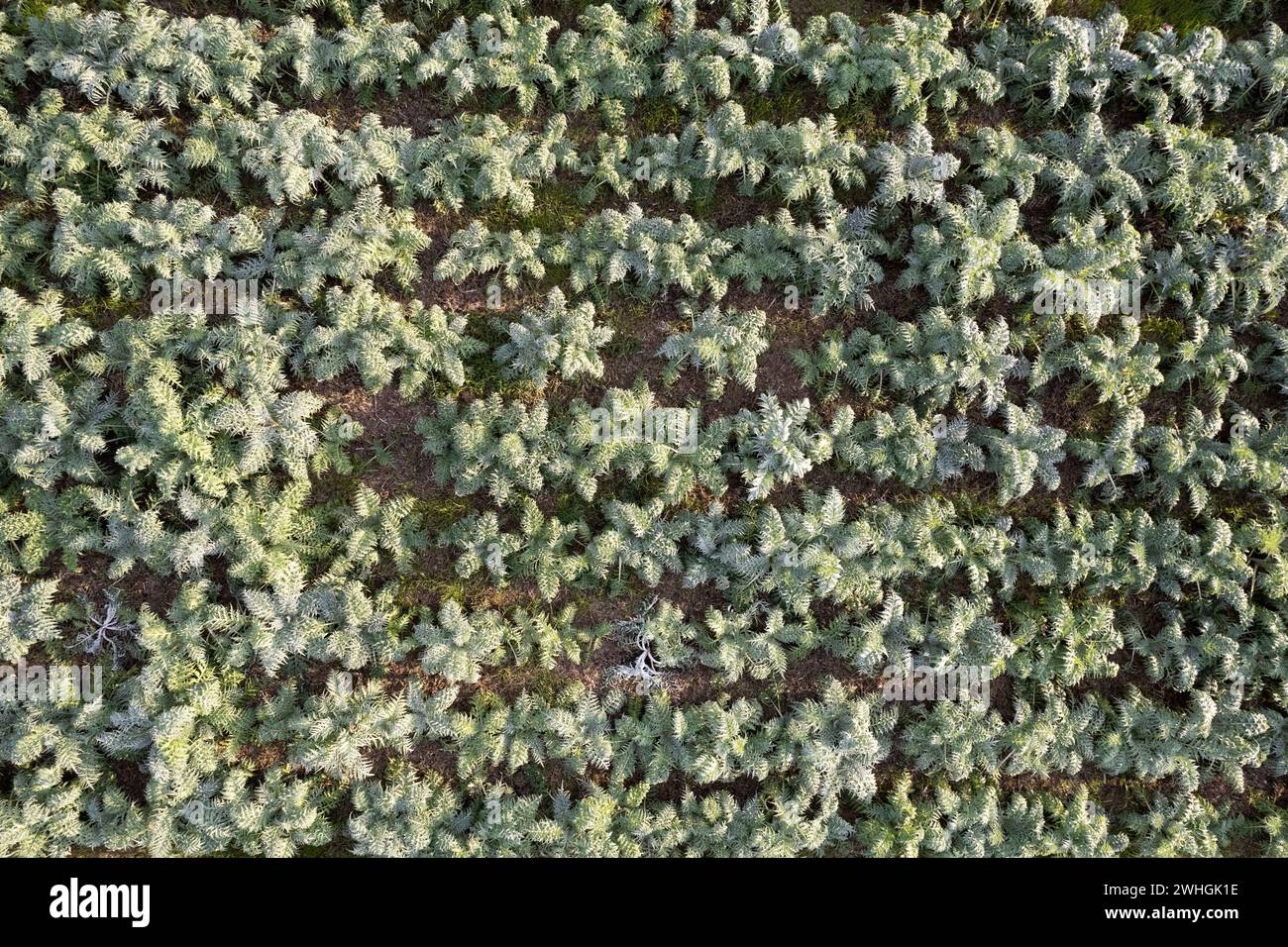 Aerial view of a growing hunchback thistle winter vegetable Stock Photo ...