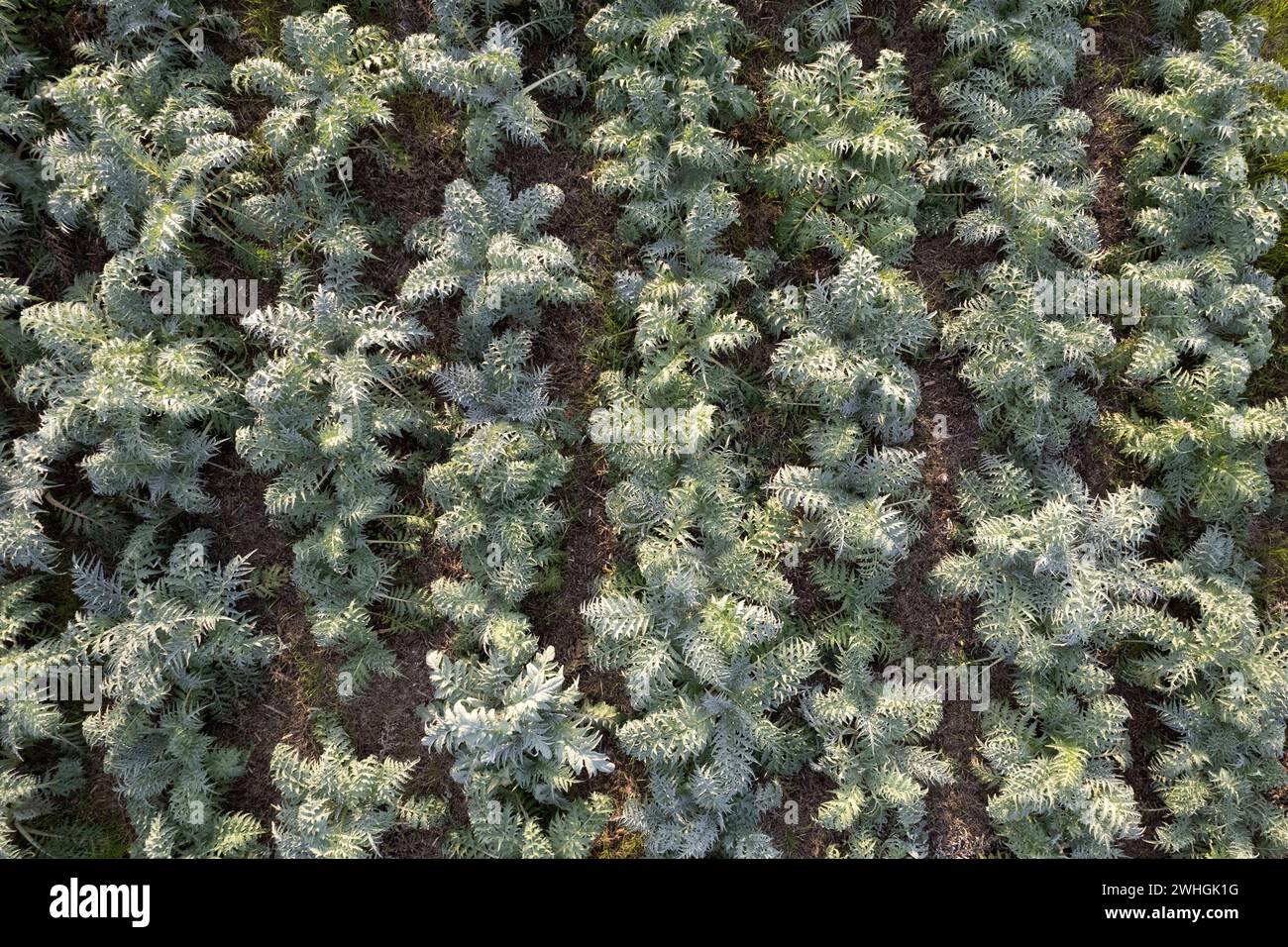 Aerial view of a growing hunchback thistle winter vegetable Stock Photo ...