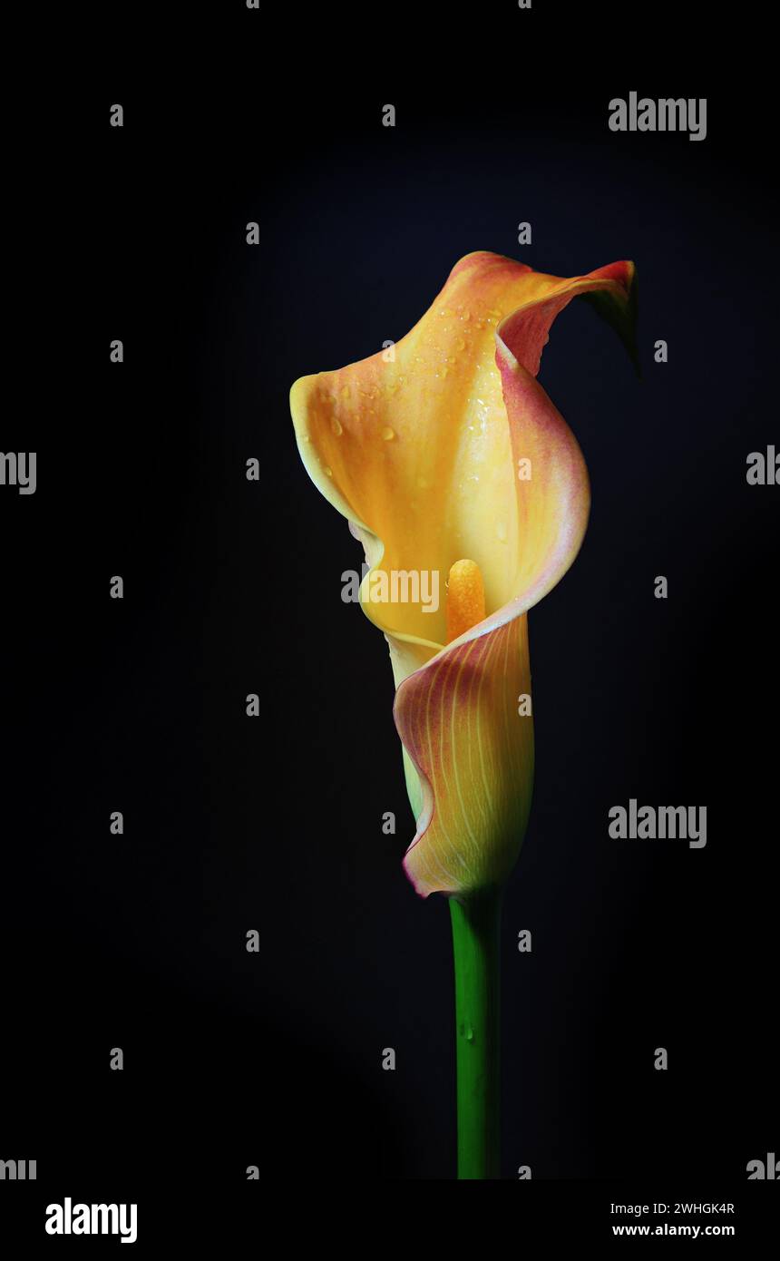 Yellow funnel shaped flower hi-res stock photography and images - Alamy