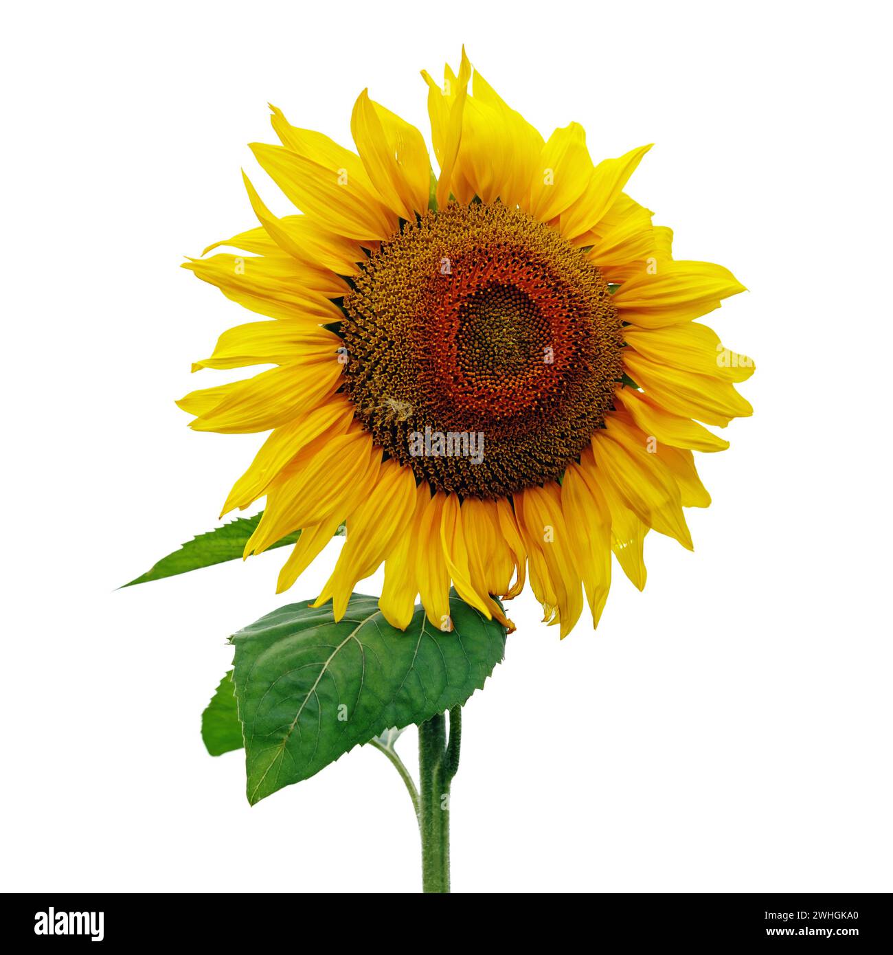 Large single sunflower head stem hi-res stock photography and images ...