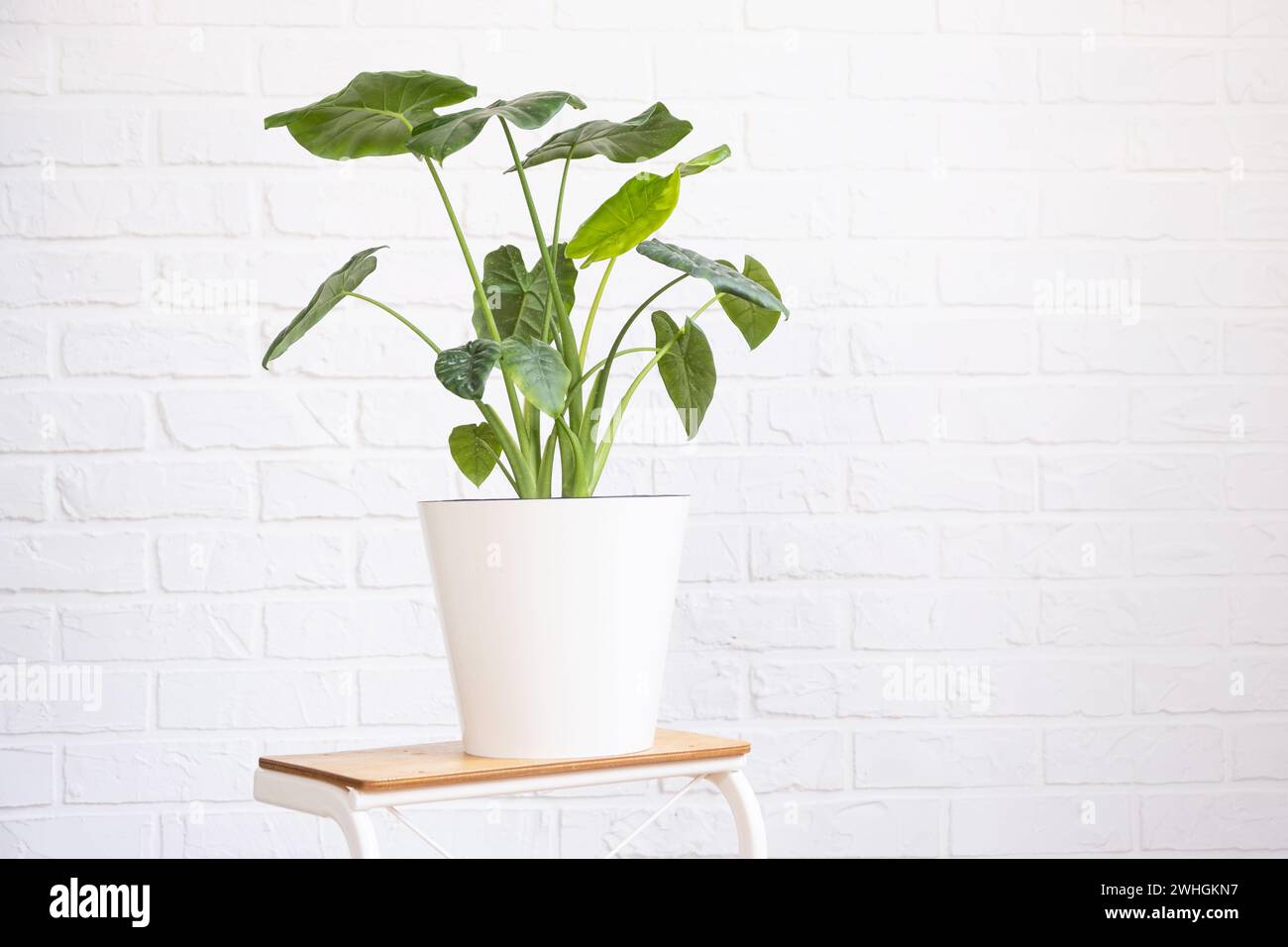 Sprouts for growing the popular philodendron aroid plant in a pot on a ...