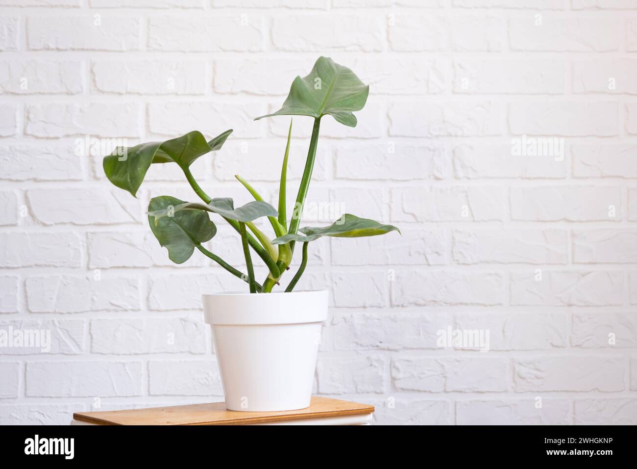 Sprouts for growing the popular philodendron aroid plant in a pot on a ...