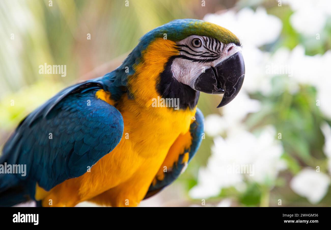 Beautiful Blue-and-Yellow Macaw in rainforest Stock Photo - Alamy