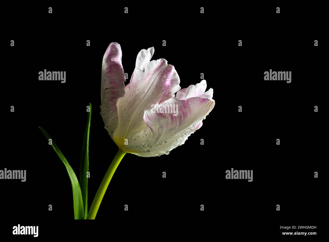 White pink parrot tulip, flower head with water drops in backlight ...