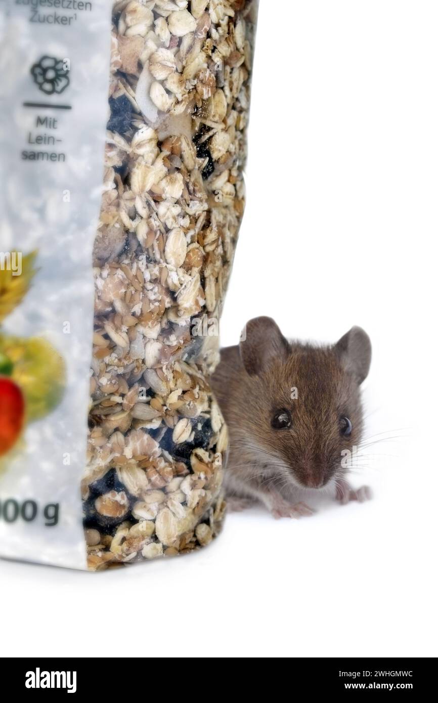 Nahrungsmittelschaedling hi-res stock photography and images - Alamy