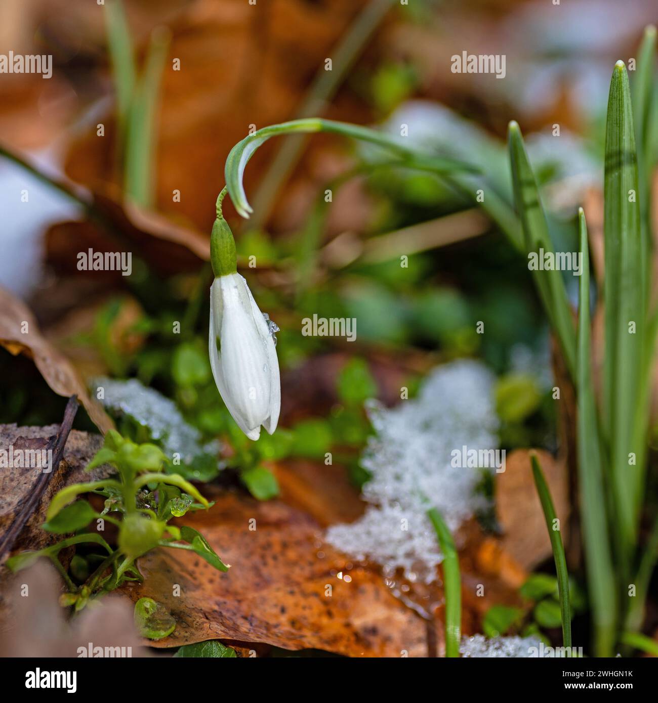 Beautiful snowdrops on blurred background hi-res stock photography and ...