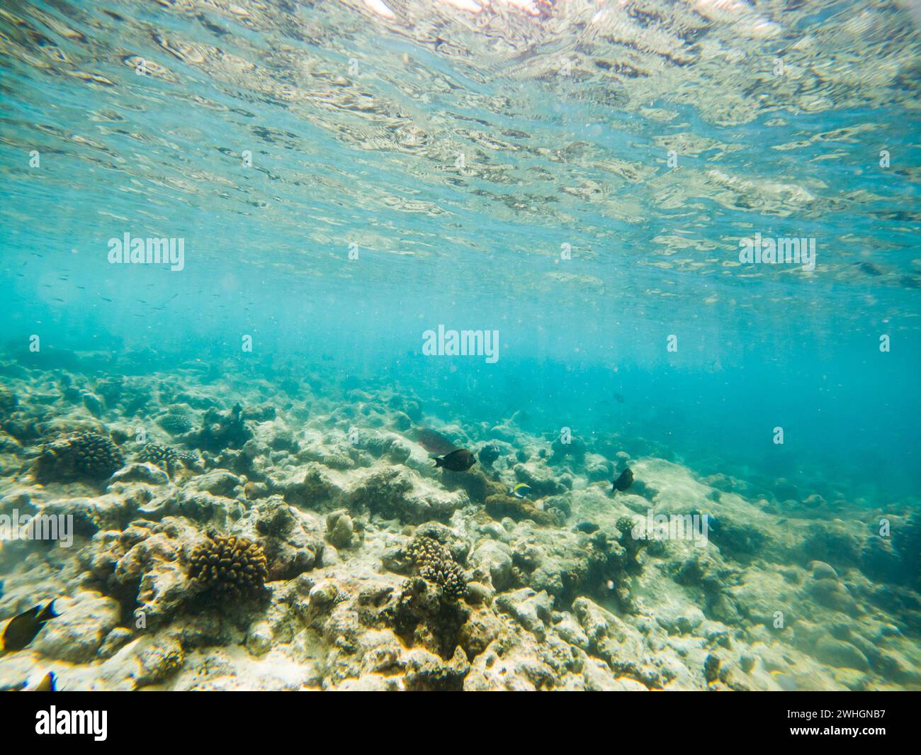 Underwater tropical fish hi-res stock photography and images - Alamy
