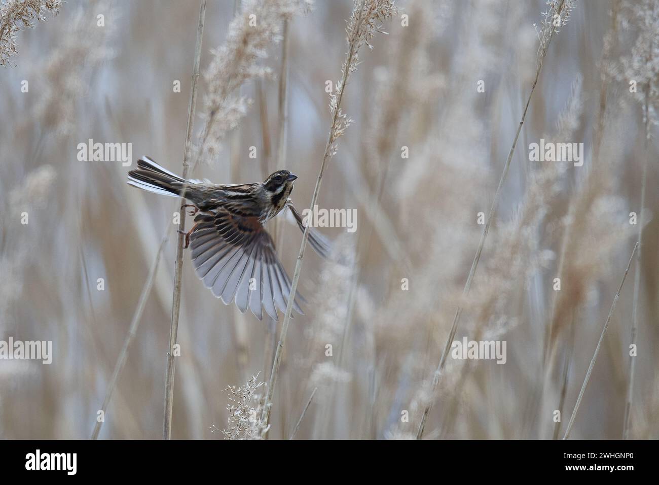 Common reed bunting Stock Photo - Alamy