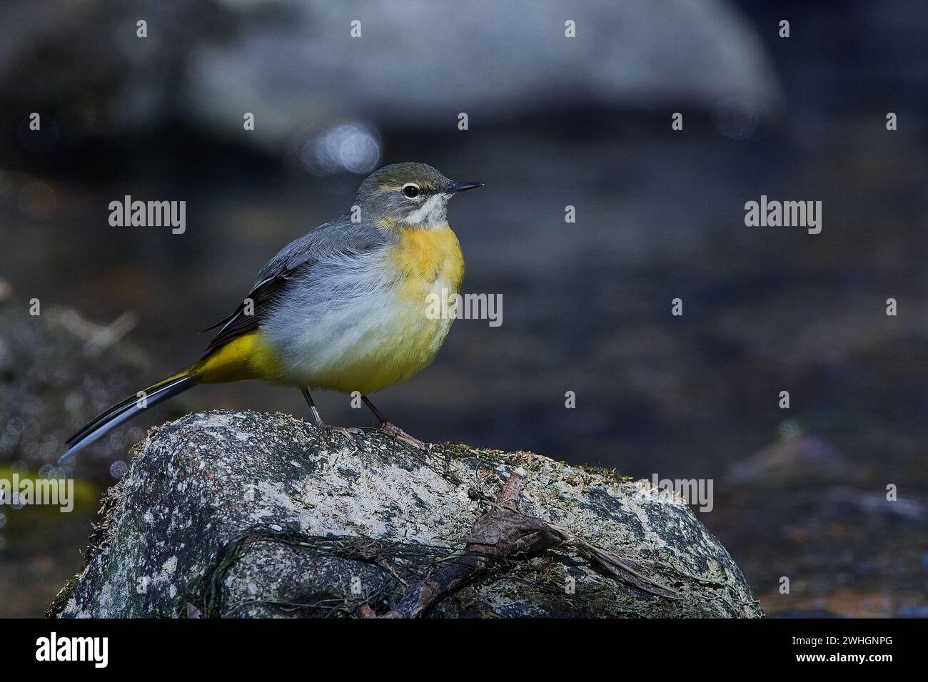 Gray wagtail in spring Stock Photo - Alamy