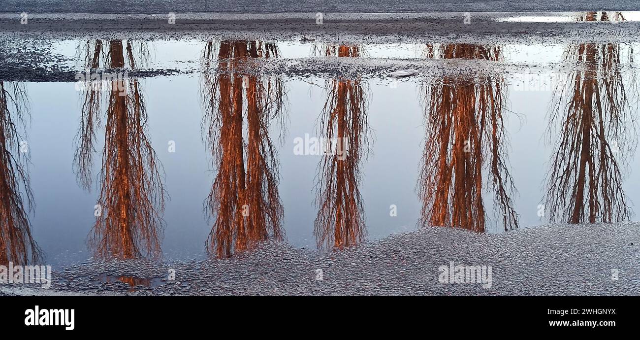 Reflection of trees in the pool water in rainy weather. poplars ...
