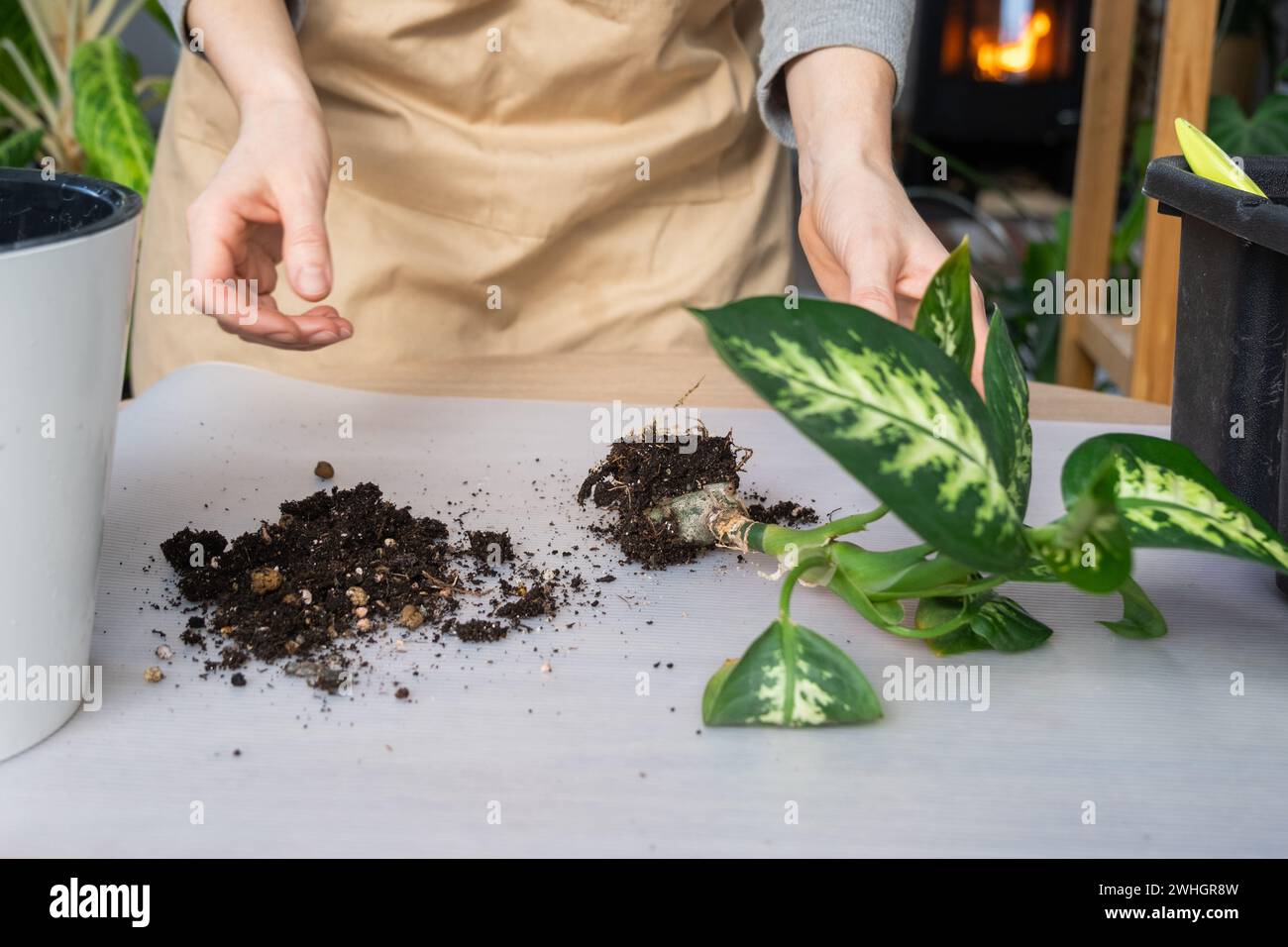 Repotting a home plant Dieffenbachia Tropic Snow into a new pot in home ...