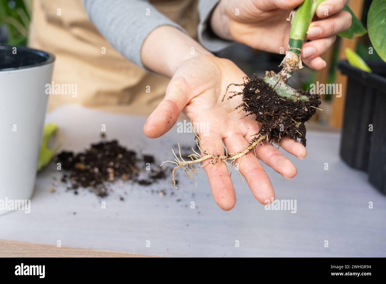 The earthen lump of a home potted plant is entwined with roots, the ...