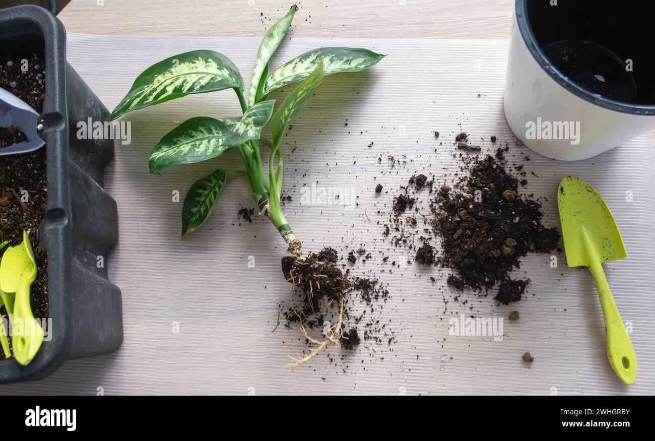 Repotting a home plant Dieffenbachia Tropic Snow into a new pot in home ...