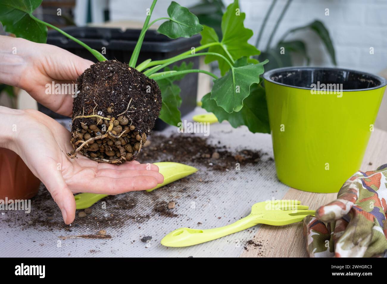 The earthen lump of a home potted plant is entwined with roots, the ...