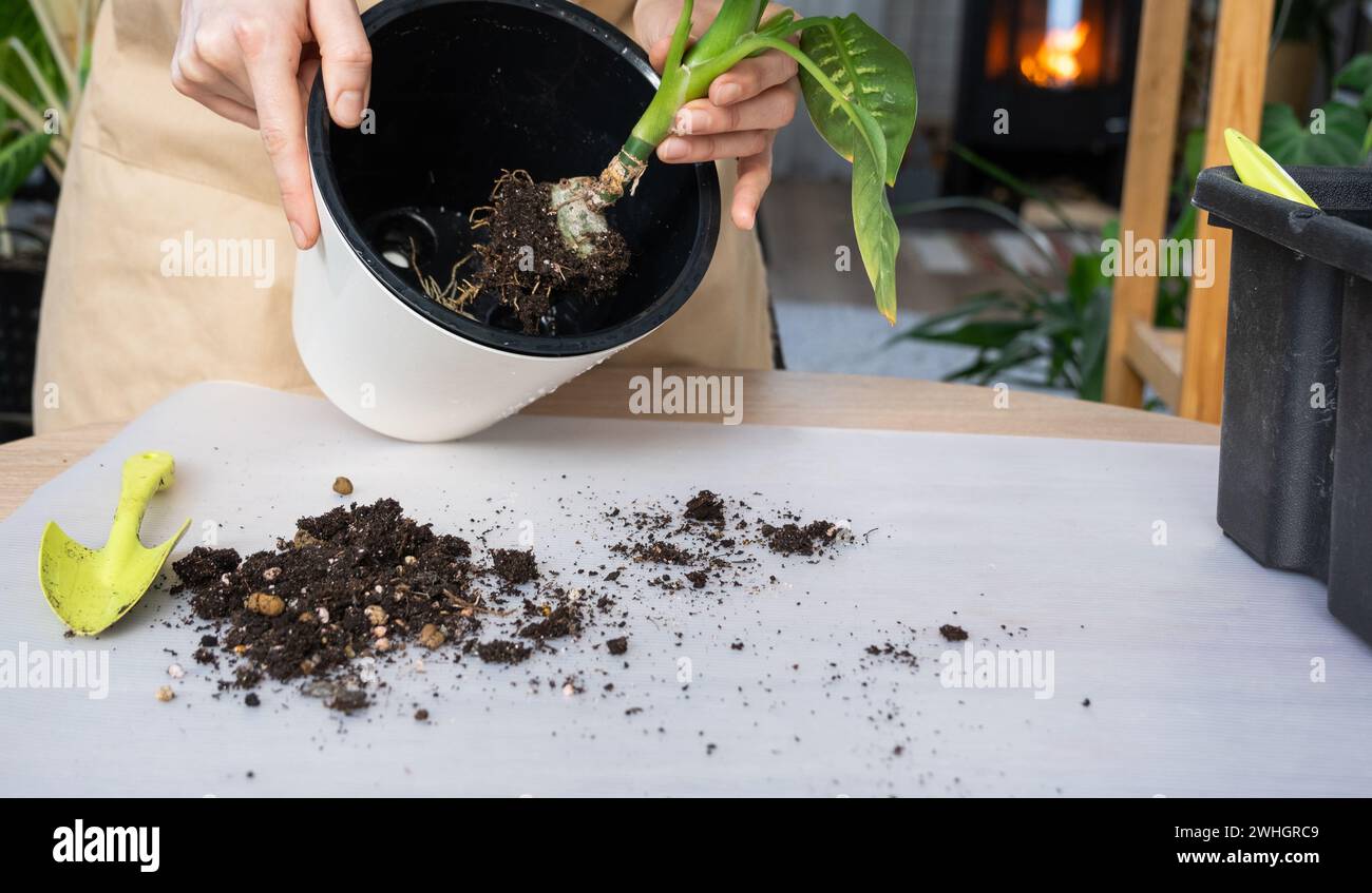 The earthen lump of a home potted plant is entwined with roots, the ...