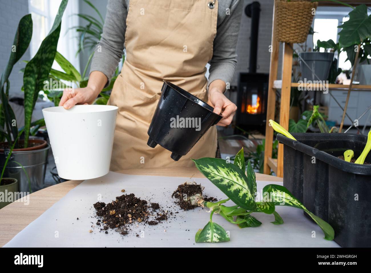 Dieffenbachia tropic snow hi-res stock photography and images - Alamy