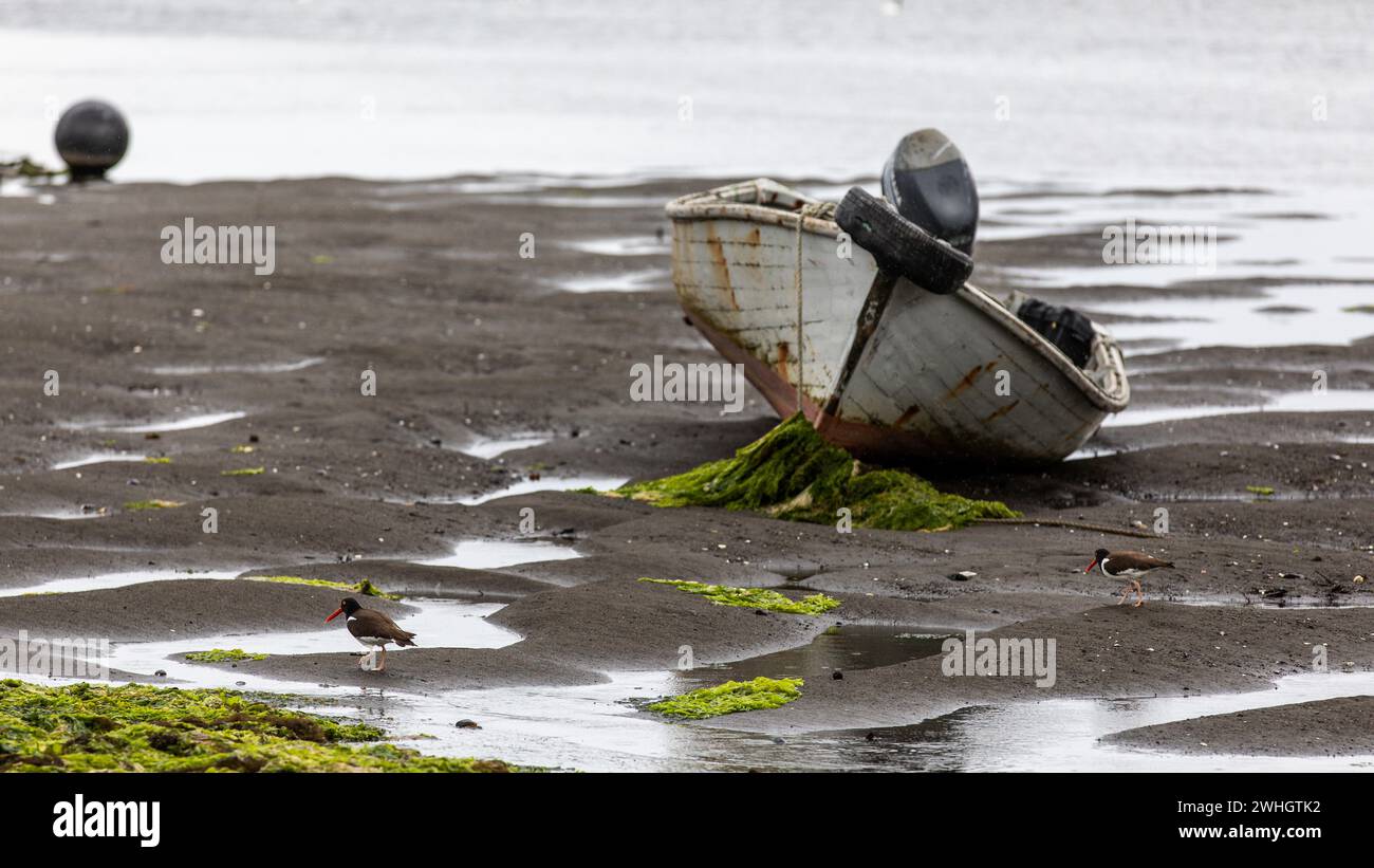 Single fishing boat stranded ashore on a small sandbank on Chiloe ...