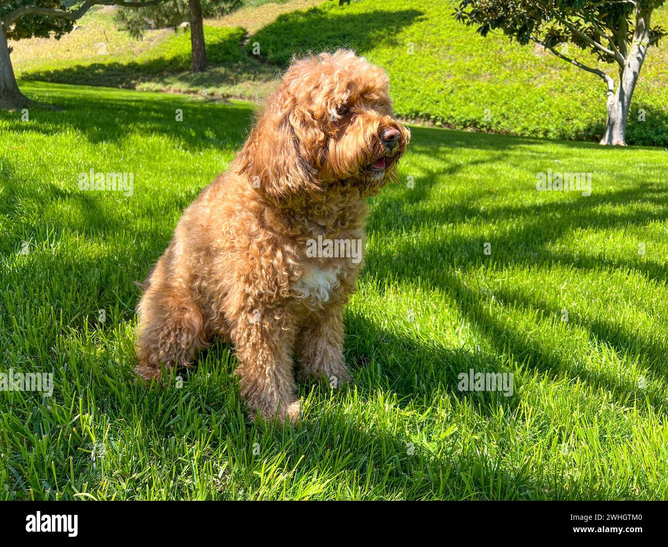 Cavapoo hi-res stock photography and images - Alamy