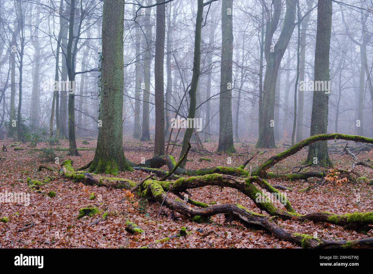 Fog and beech forest hi-res stock photography and images - Alamy