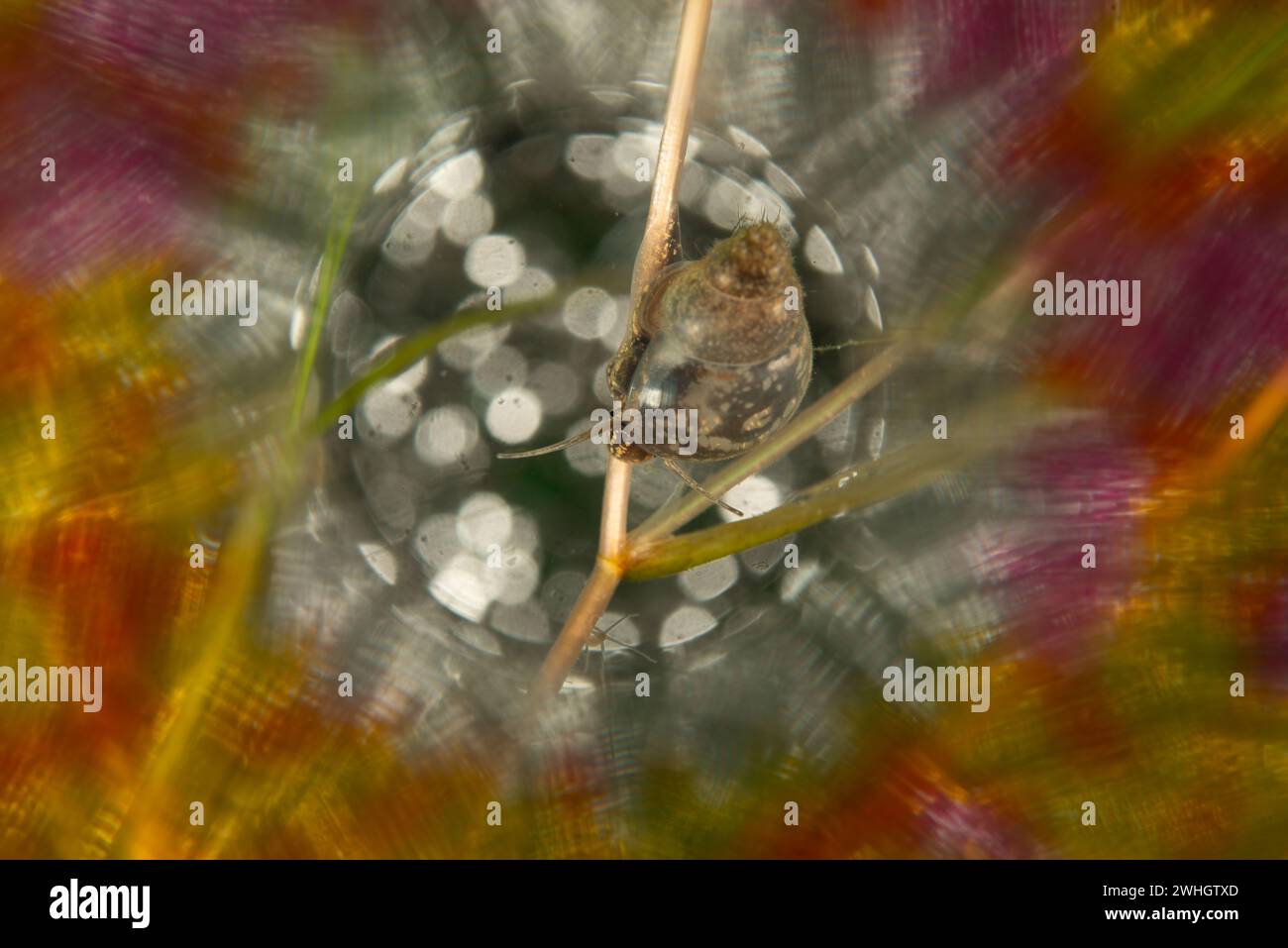 Optical lens flare effect effects hi-res stock photography and images ...